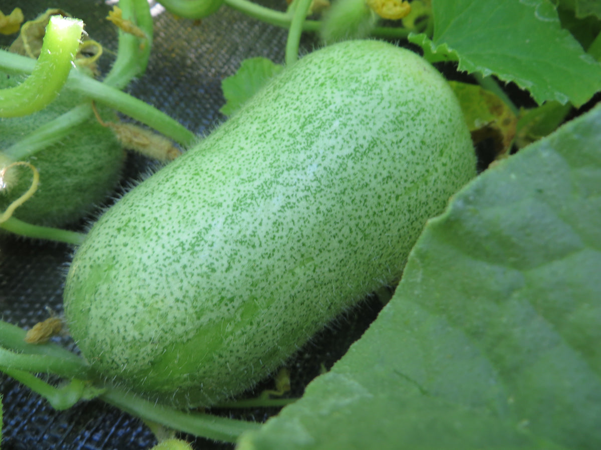 Two New Turkish Varieties – Giving Ground Seeds