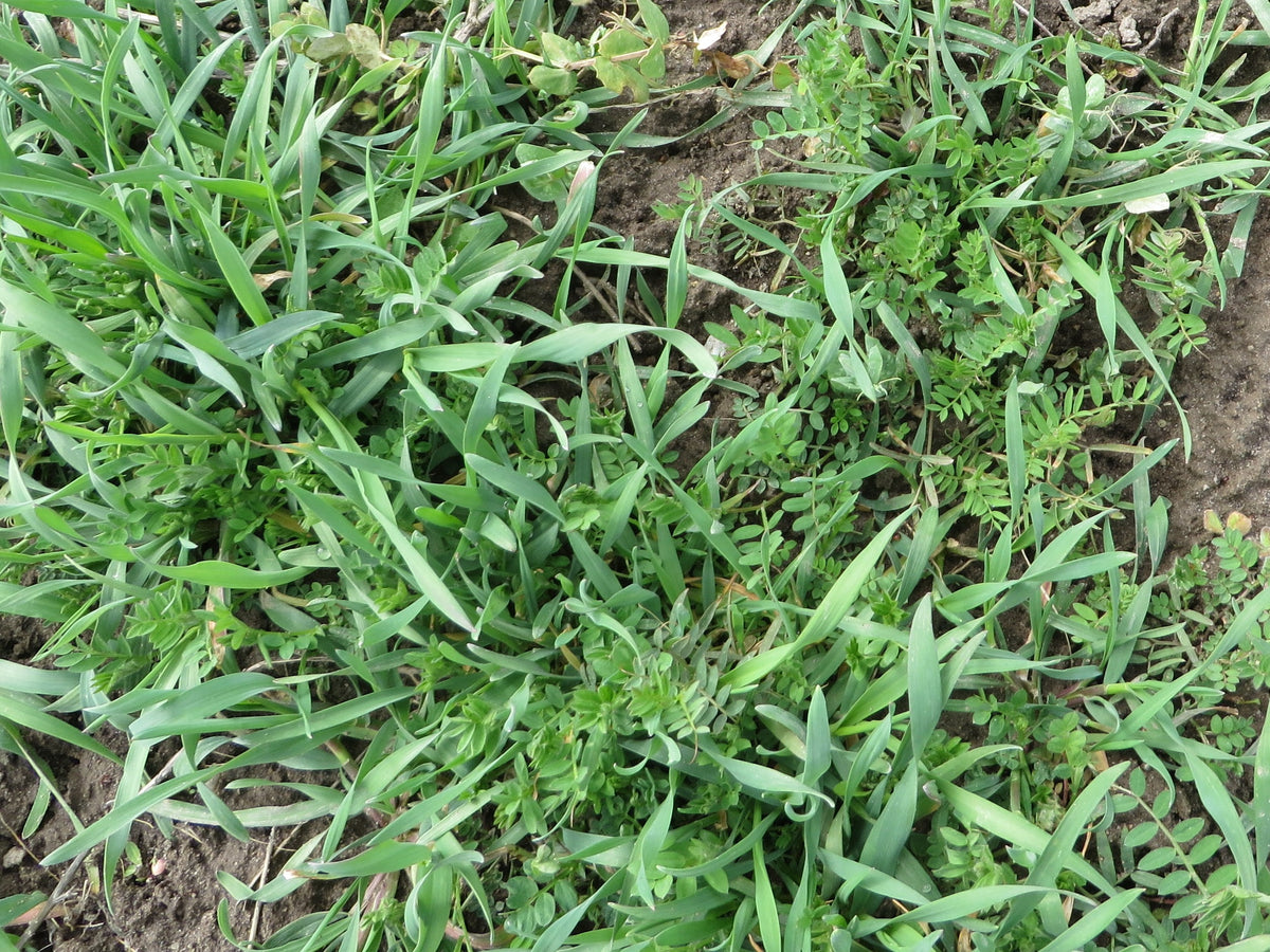 A quick, a step by step guide to bringing life and nutrients back into ...