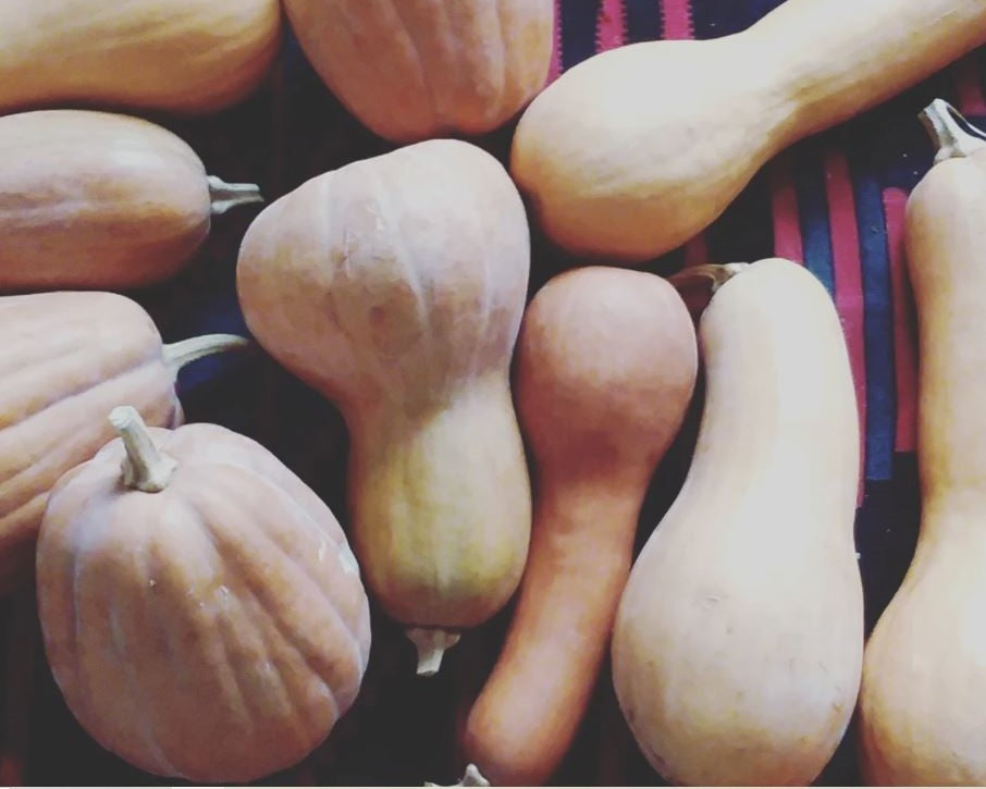 Vegetable Seeds – Giving Ground Seeds