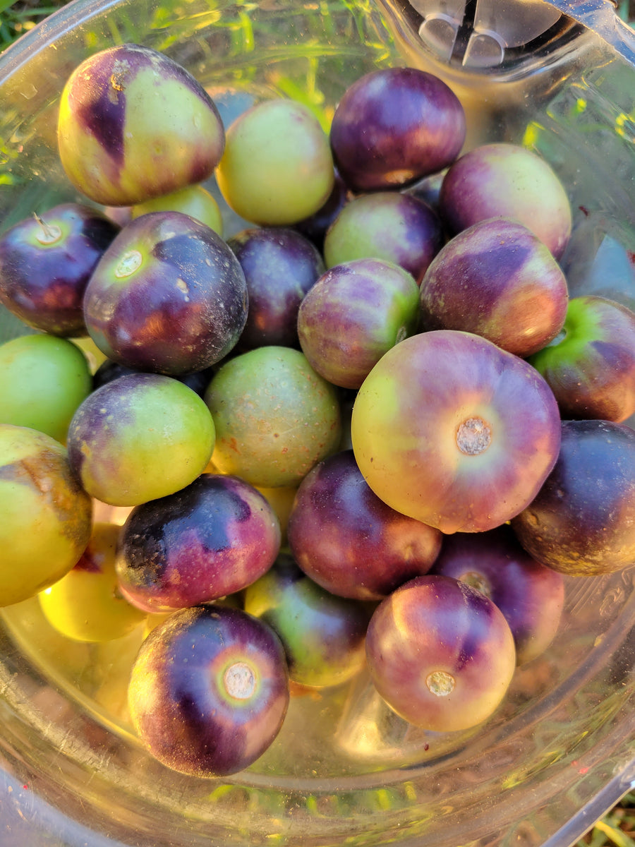Tomatillo, Purple Coban – Giving Ground Seeds