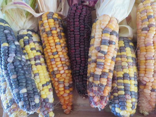 IMG_3791_600x600.jpg?v=1605664080