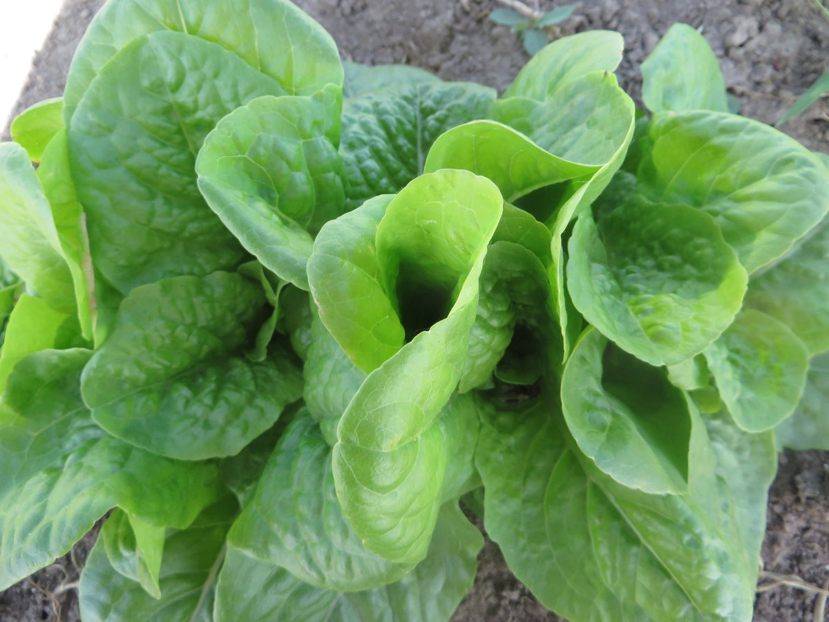 Lettuce, Ballon – Giving Ground Seeds