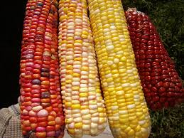 Corn, Unity Flour – Giving Ground Seeds