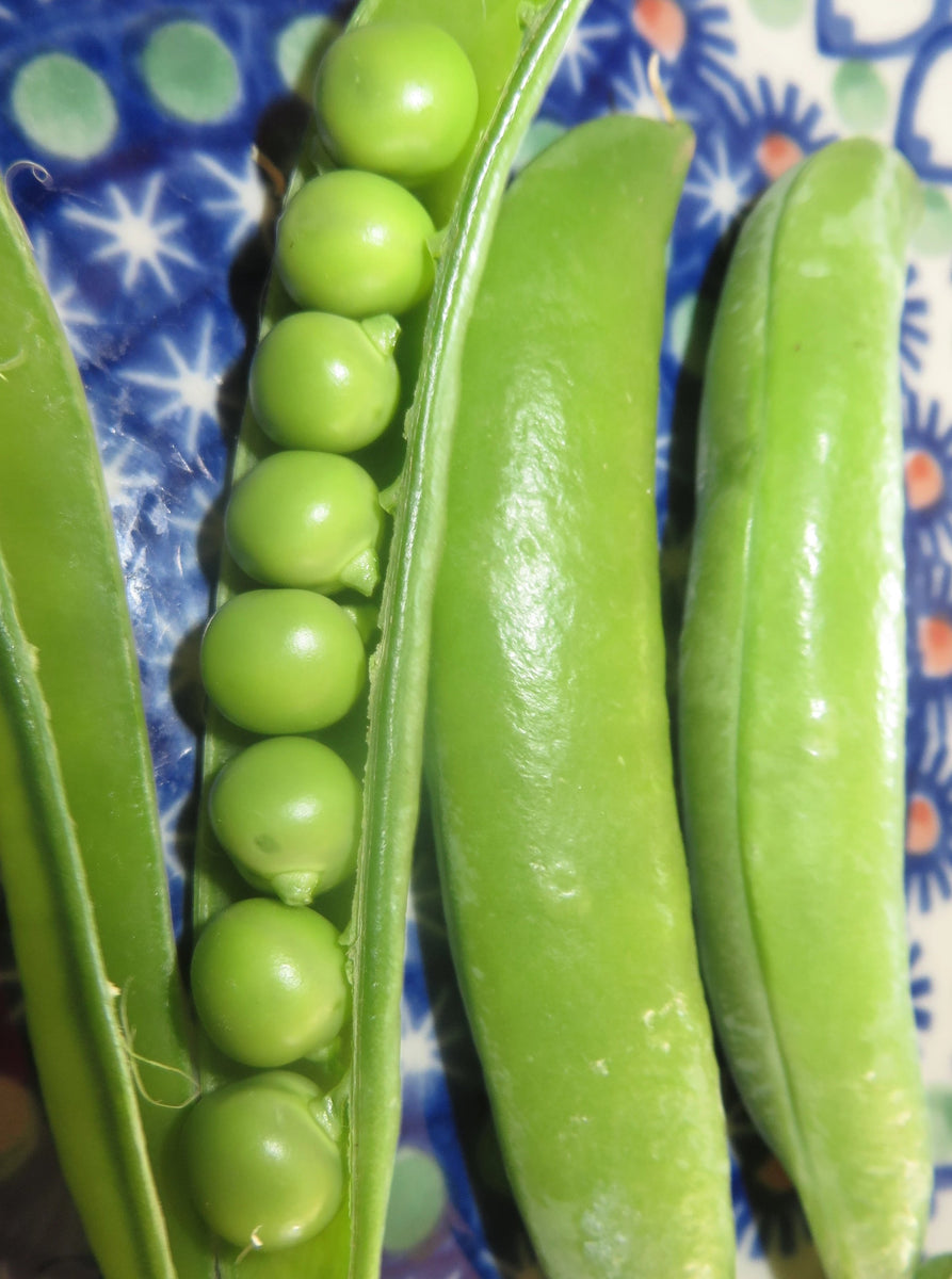 Pea, Wando Shelling – Giving Ground Seeds