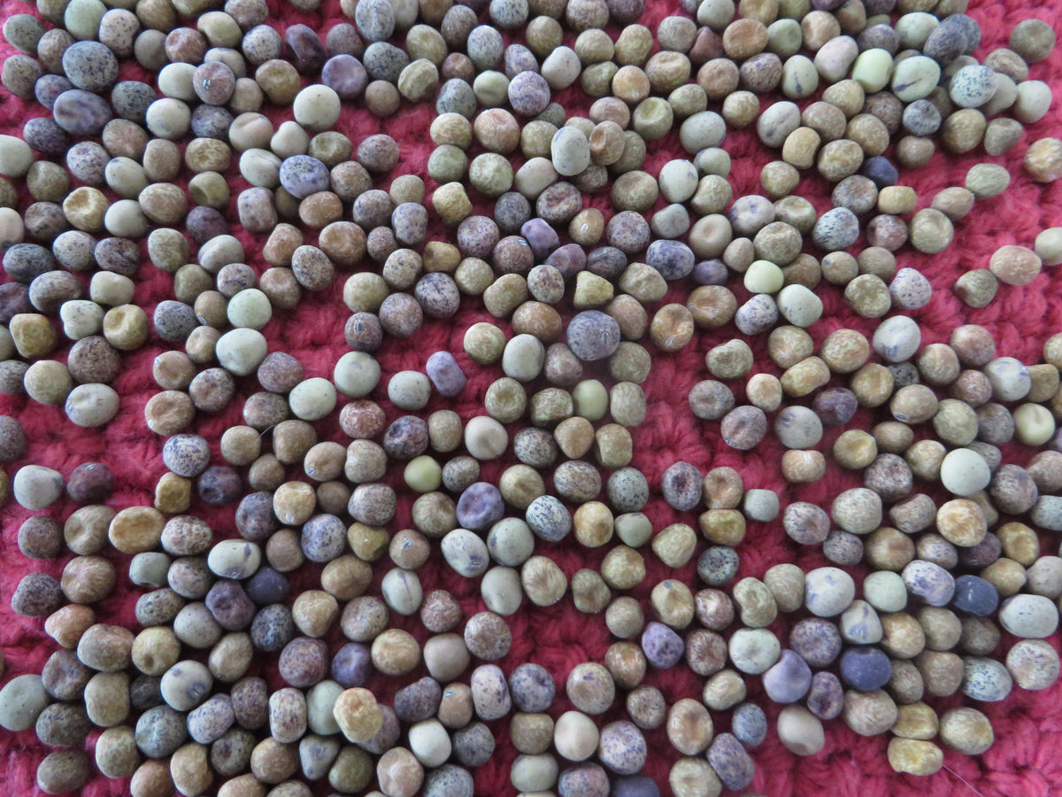 Pea, Wild Pea of Umbria – Giving Ground Seeds